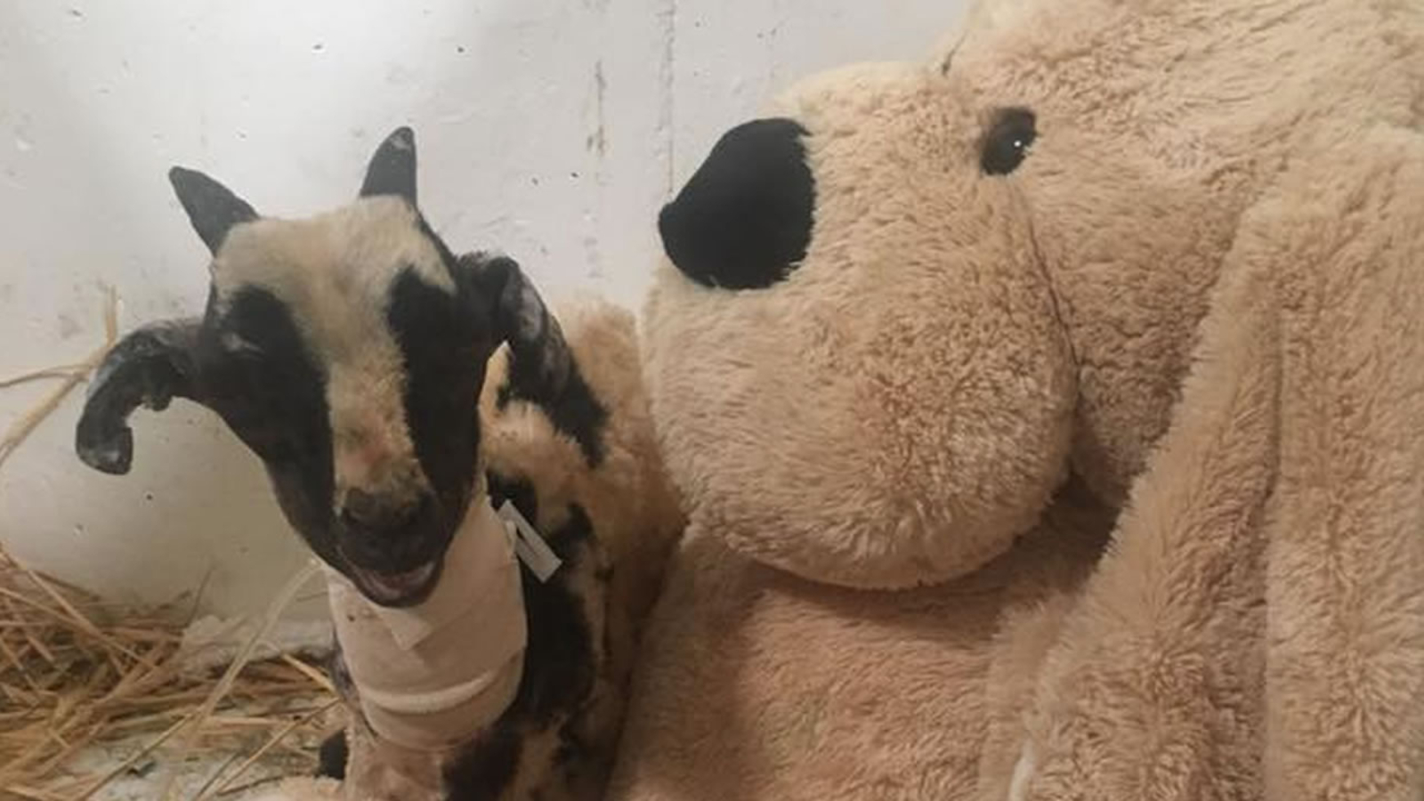 Baby goat badly burned in Milpitas grass fire has died - ABC7 San Francisco