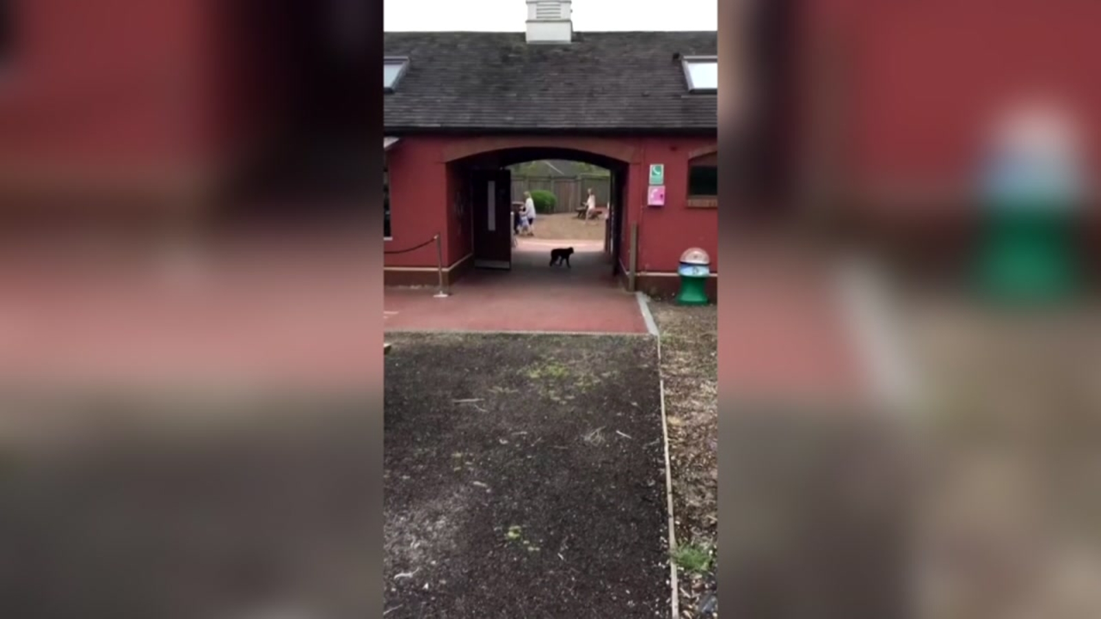 Monkeys escape from enclosure at UK zoo - ABC7 San Francisco