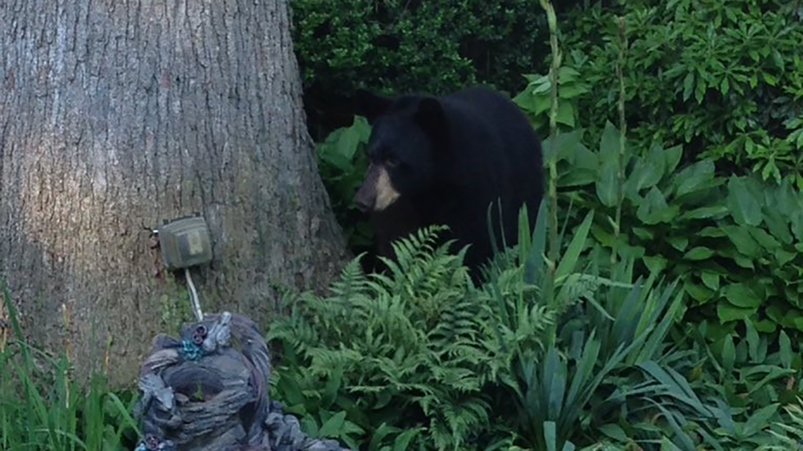 Bear tranquilized under New Jersey deck, not far from school, library ...