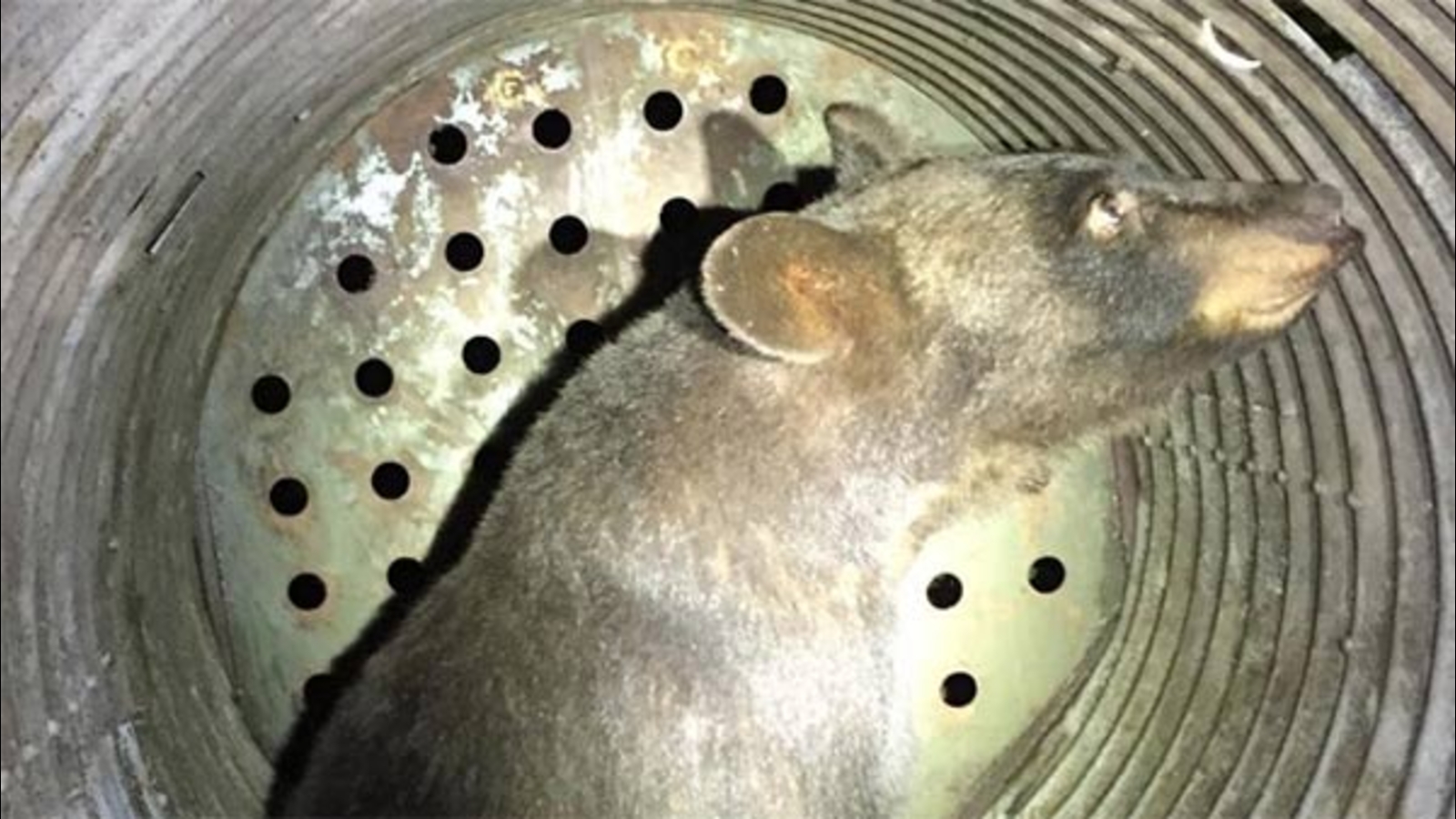 PHOTO: Bear captured in Bucks County - 6abc Philadelphia