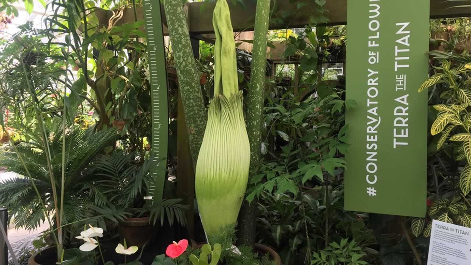 Fans line up to smell rare corpse flower at San Francisco Conservatory ...