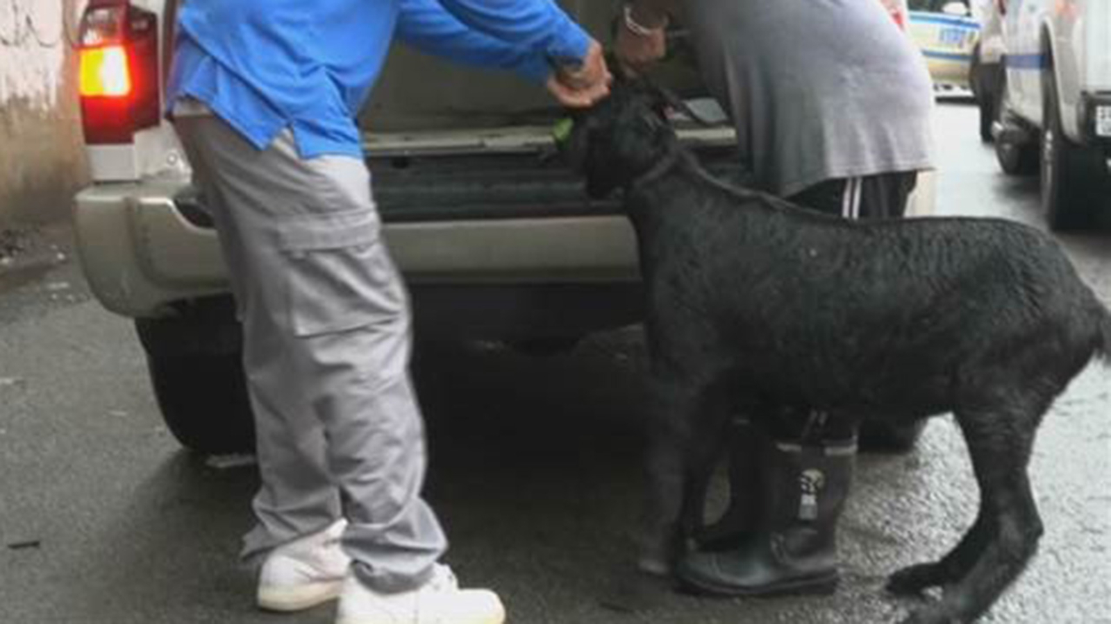 NYPD officers wrangle goat on the lam in Queens - ABC7 New York