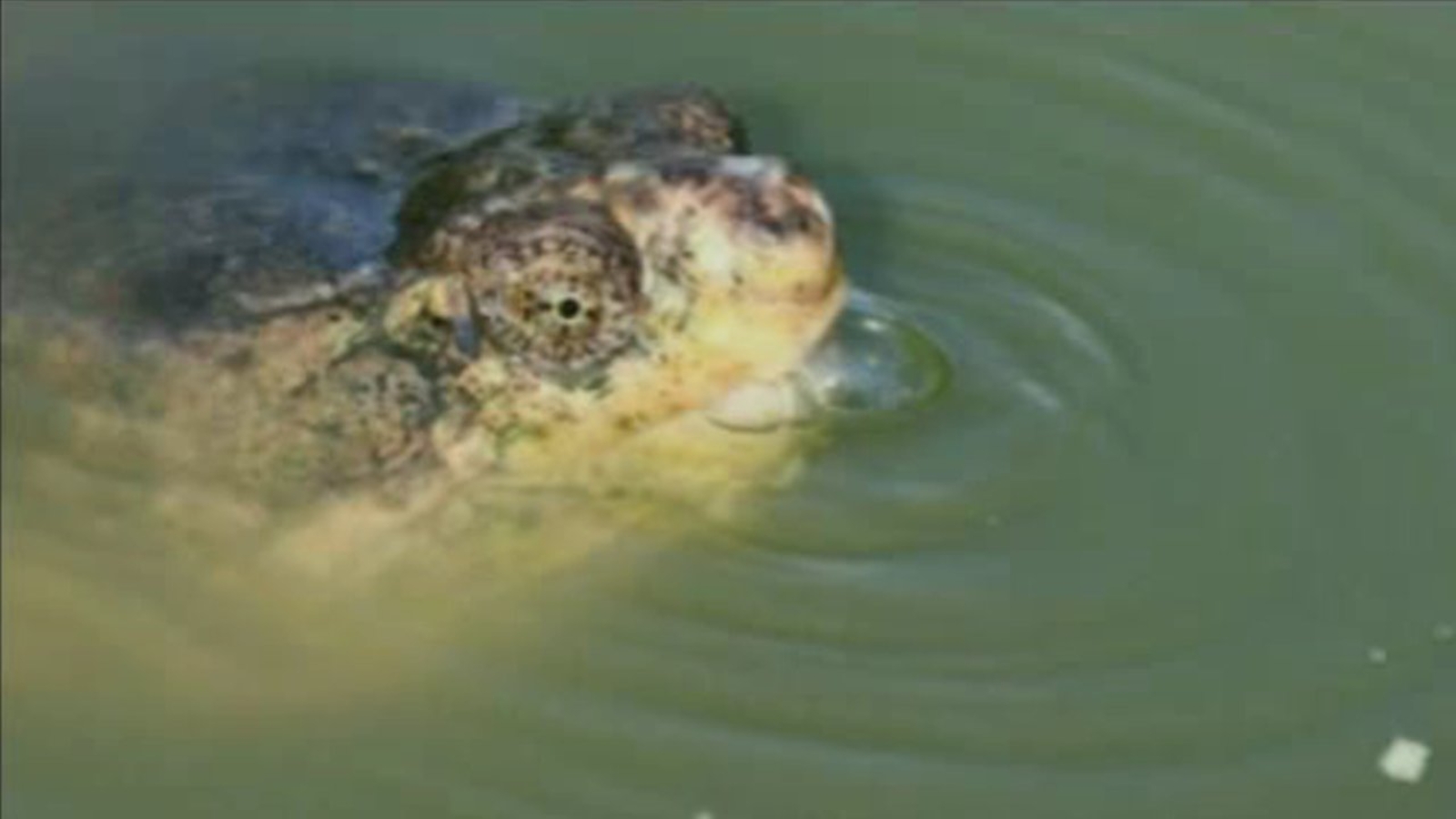 Increase in snapping turtles spotted in Central Park - ABC7 New York
