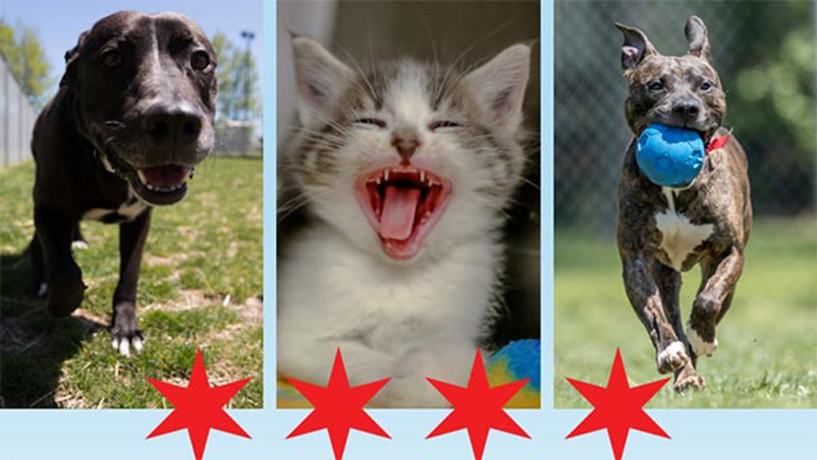 Chicago Animal Control offering free adoptions Saturday afternoon ...