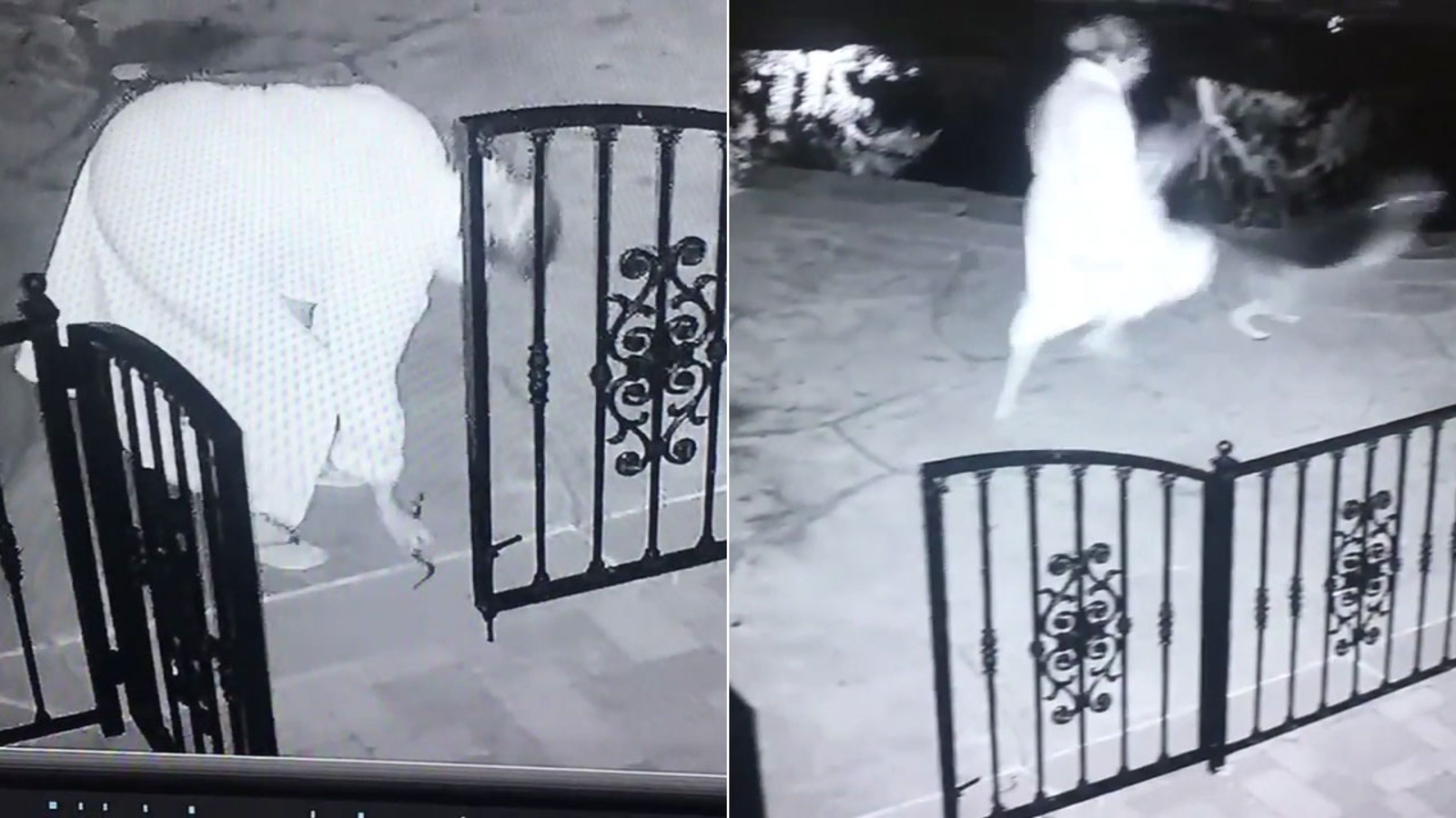 Scary backyard encounter leaves Calabasas woman rattled - ABC7 Los Angeles