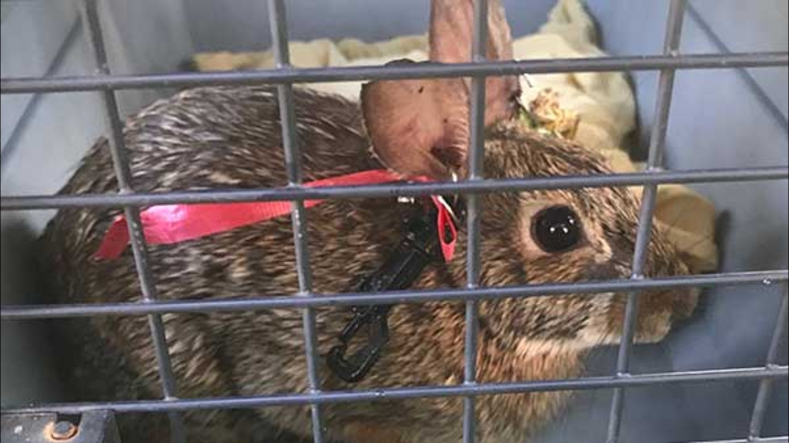 Mutilated rabbits found in Lincoln Square, IDNR says - ABC7 Chicago