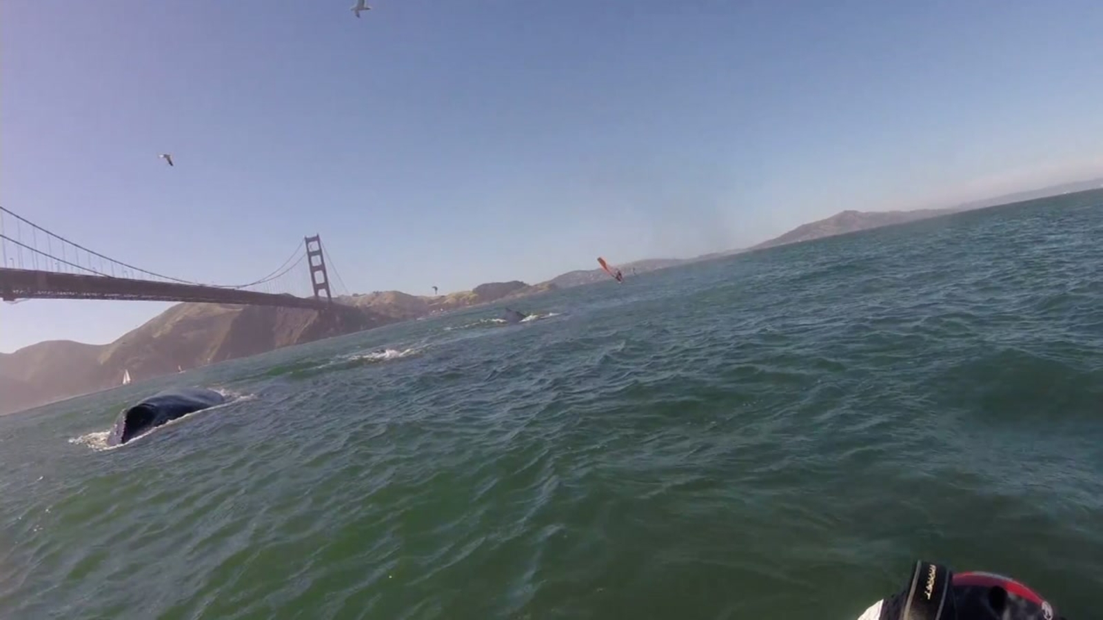 Humpback whales give windsurfers show near San Francisco's Golden Gate ...