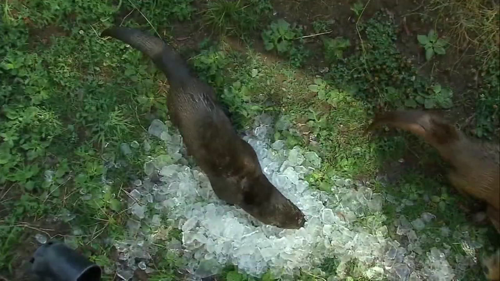 Oakland Zoo handlers help animals keep cool during heat wave - ABC7 San ...