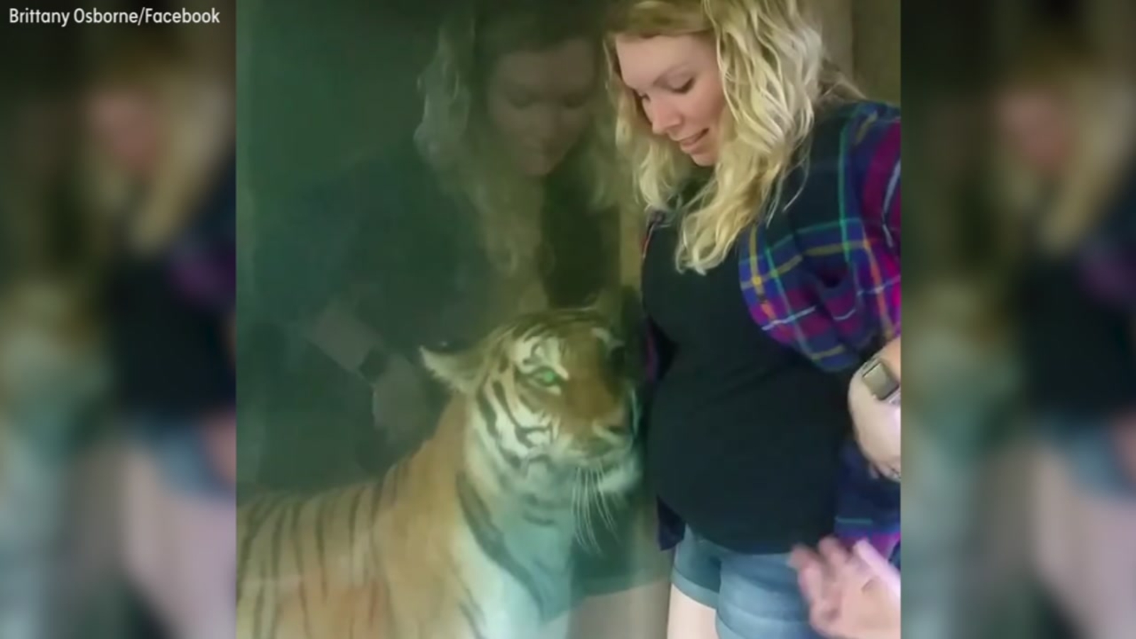 Tiger at Indiana zoo snuggles up to woman's baby bump - ABC7 New York