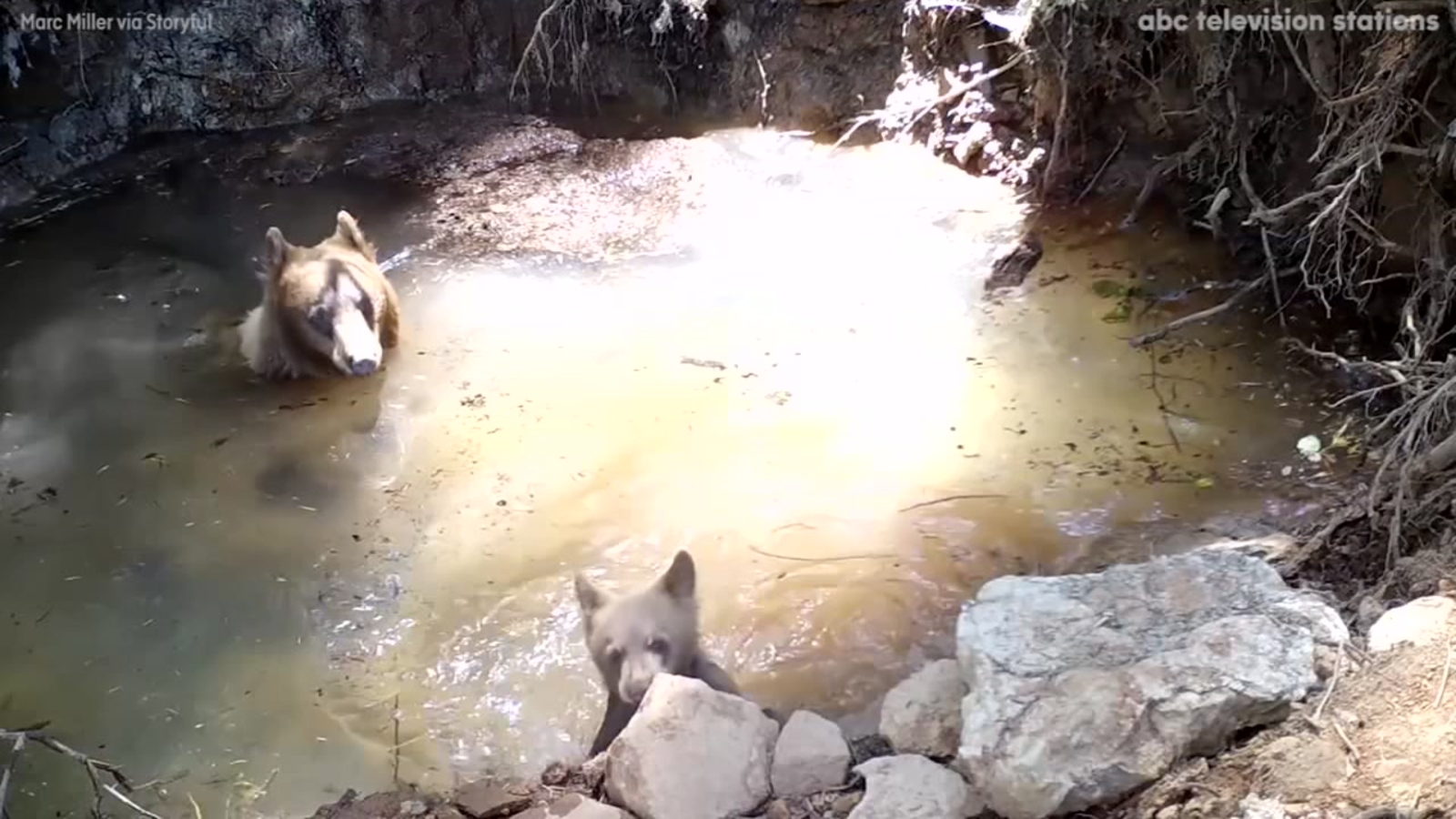 Bear and her cub have fun in pool - ABC7 Chicago
