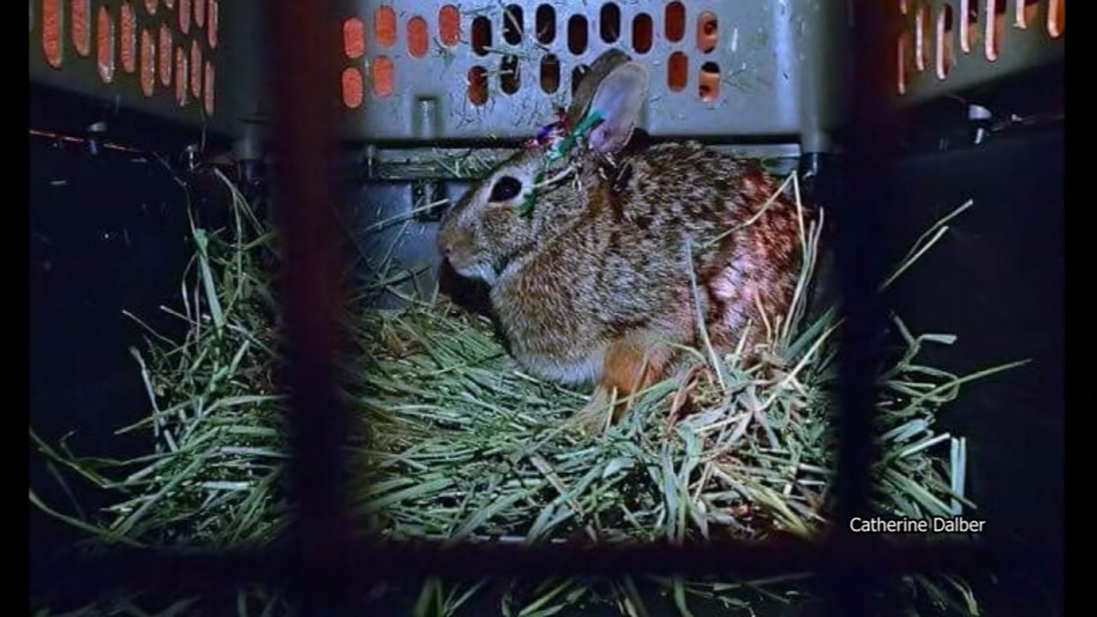 Rabbits found mutilated in Chicago park - ABC13 Houston