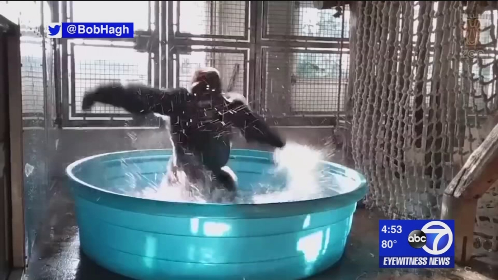 The Trend: Gorilla breakdancing at Dallas Zoo - ABC7 New York