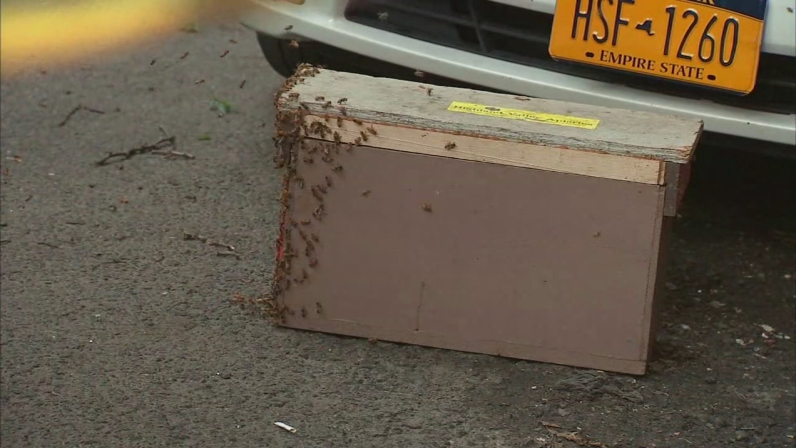 Swarm of bees shuts down Greenwich Village block until NYPD beekeeper ...
