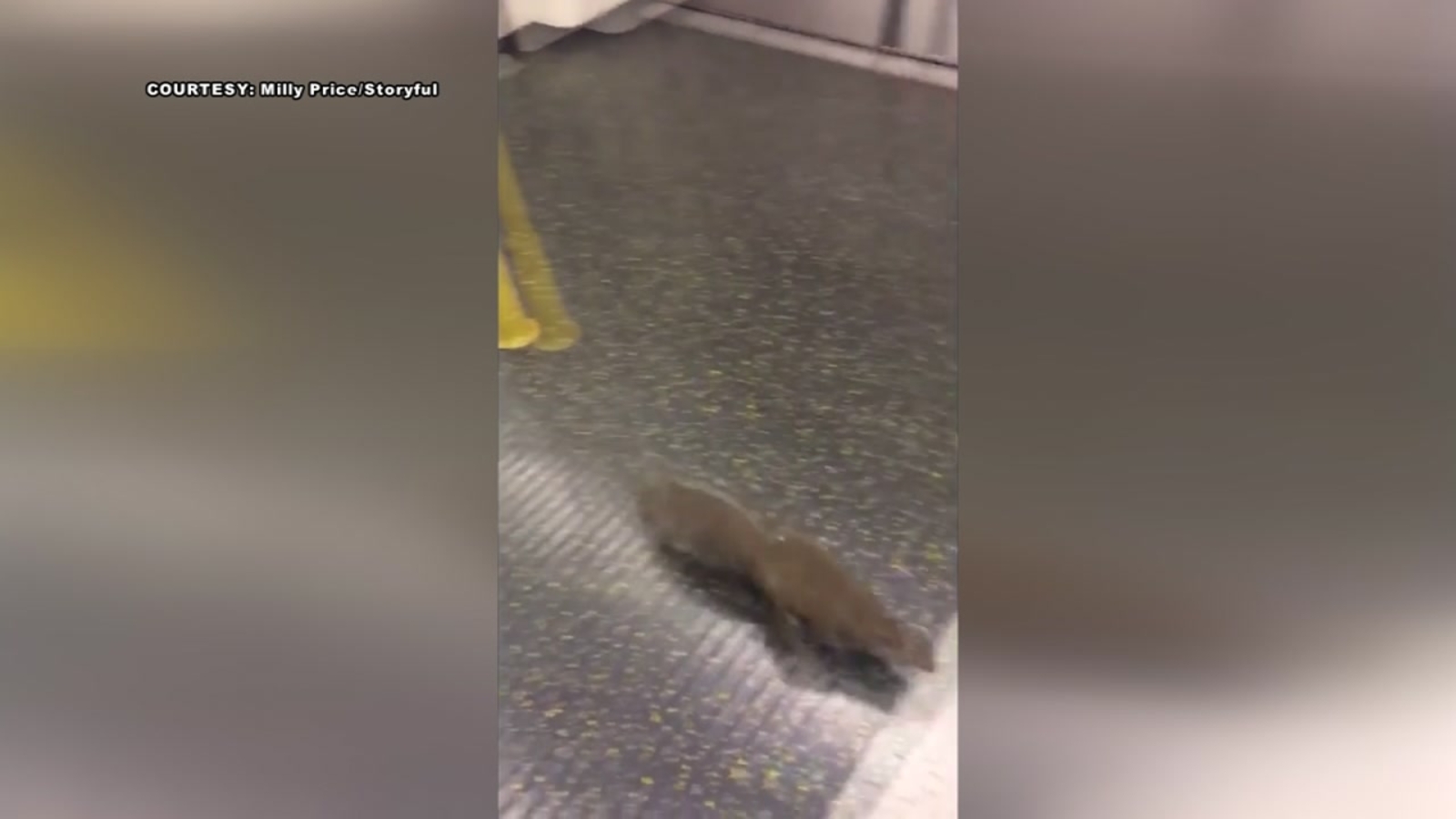 Squirrel causes commotion on London train - ABC13 Houston