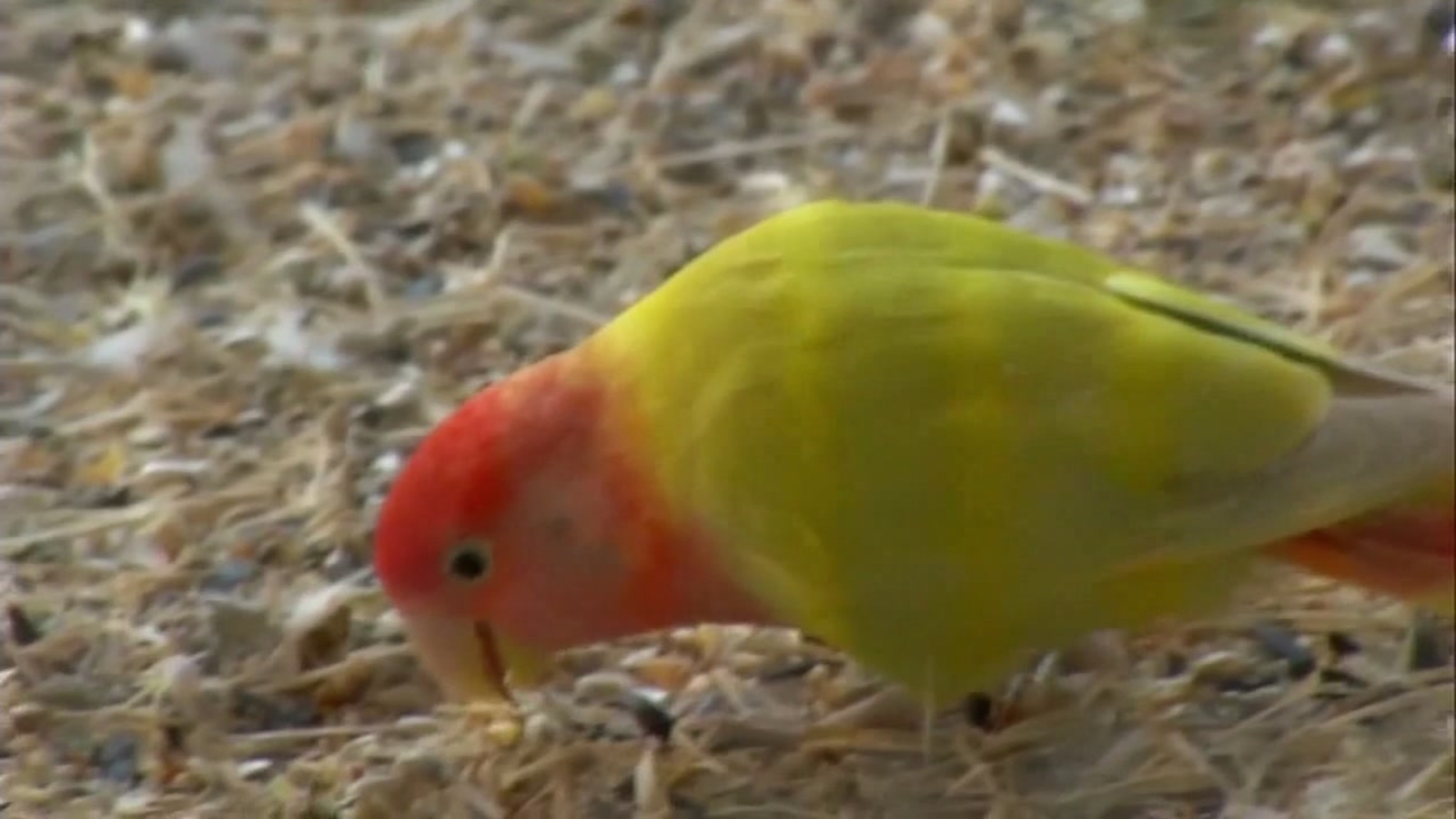 Apparent Castro Valley 'bird mill' owner forced to get rid of hundreds ...