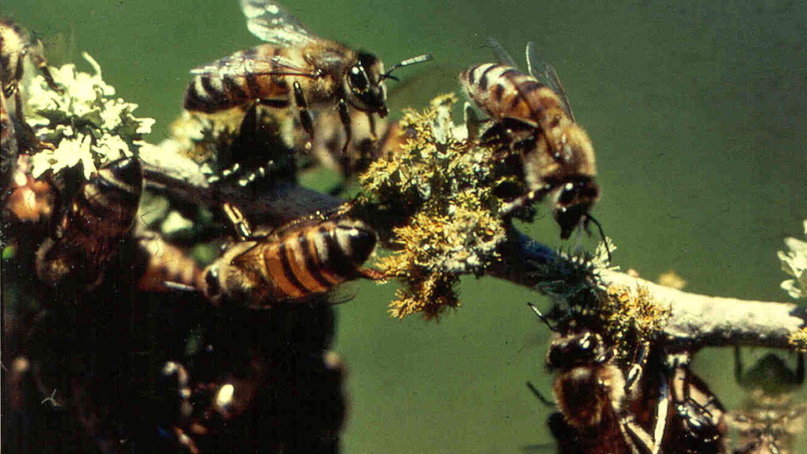 San Angelo: 1 hospitalized after bees attack - ABC13 Houston