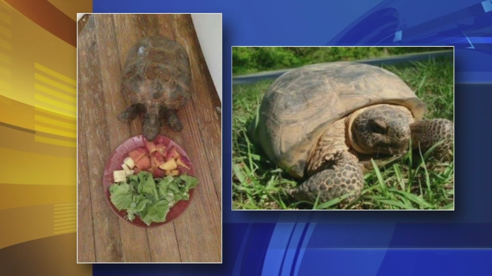 Delaware family searching for missing tortoise - 6abc Philadelphia