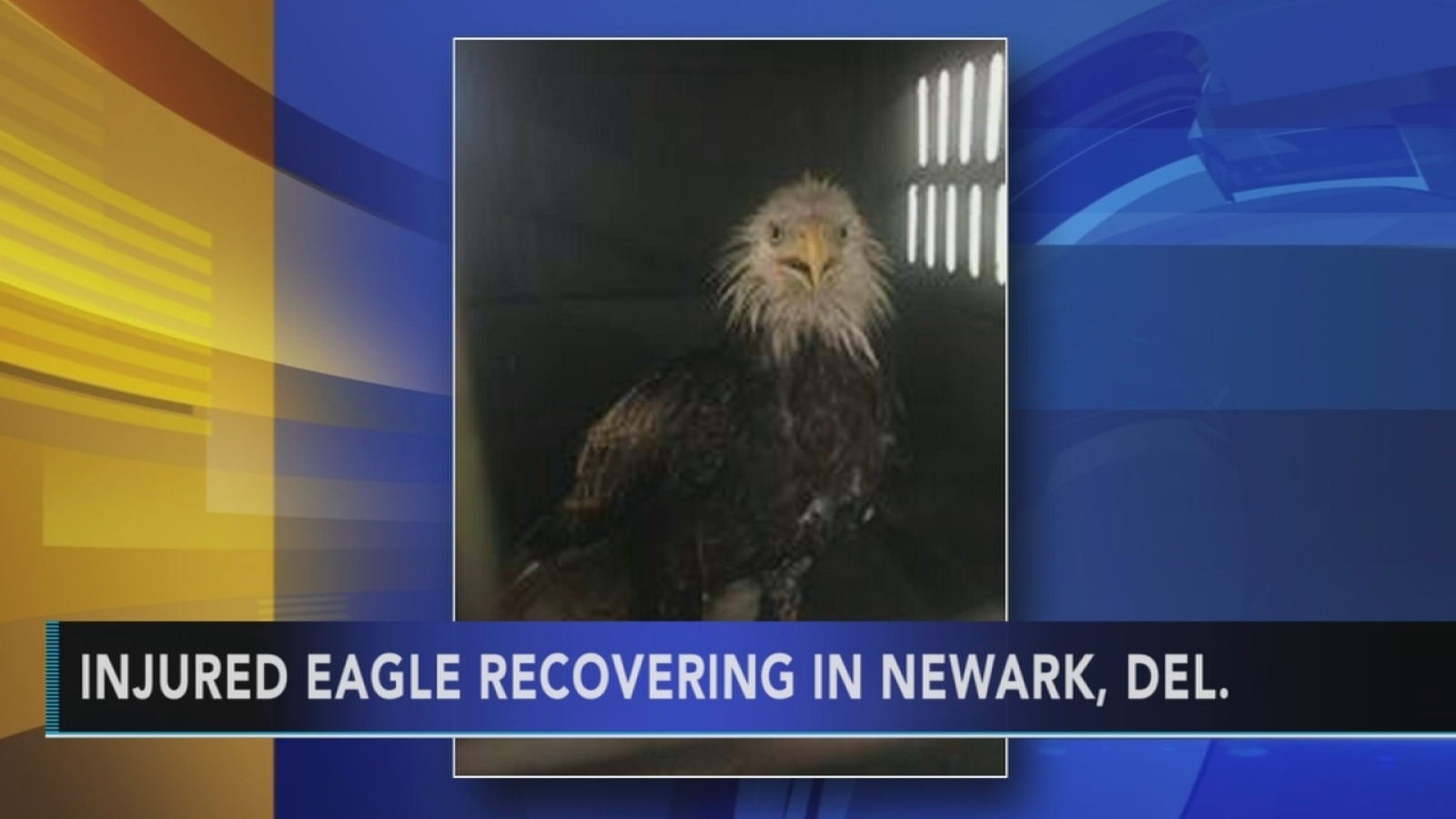 Injured bald eagle recovering at Delaware facility - 6abc Philadelphia