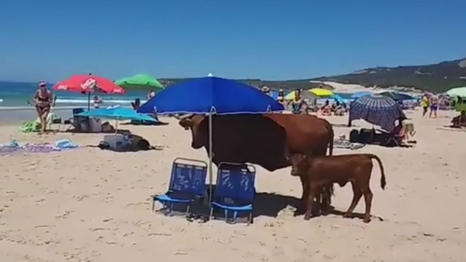 Where's the beach? Cows find shady spot on beach in Spain - ABC7 San ...