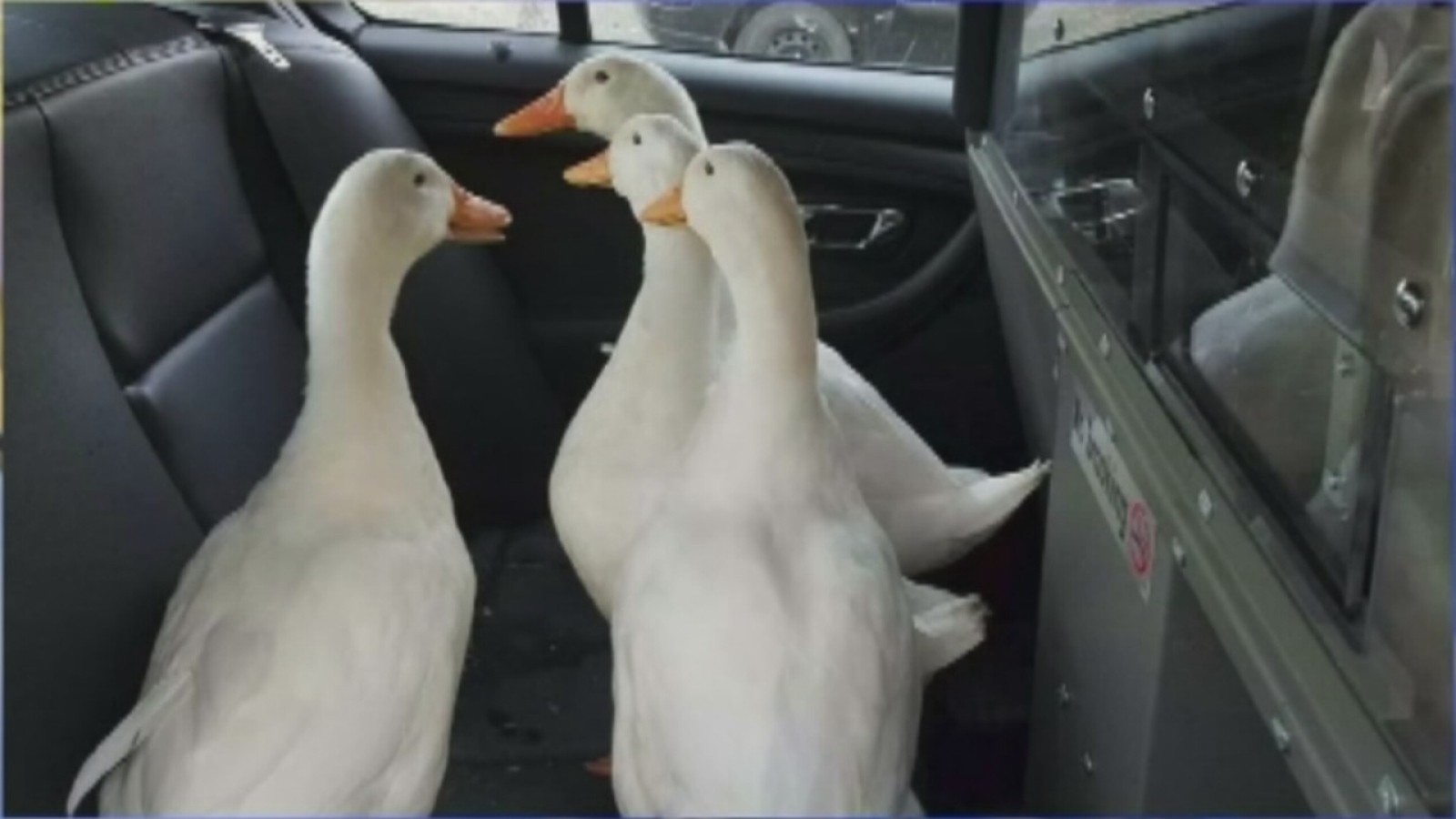 Ducks arrested, booked on charges of loitering in Pennsylvania town ...