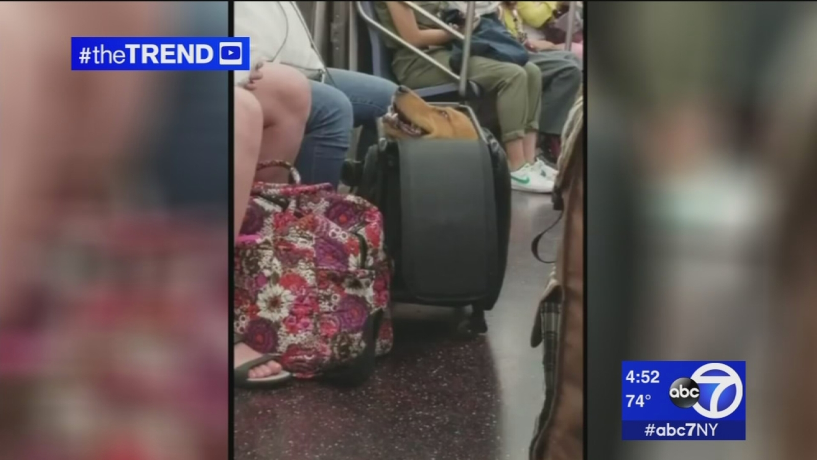 The Trend: Golden Retriever rides the subway - ABC7 New York