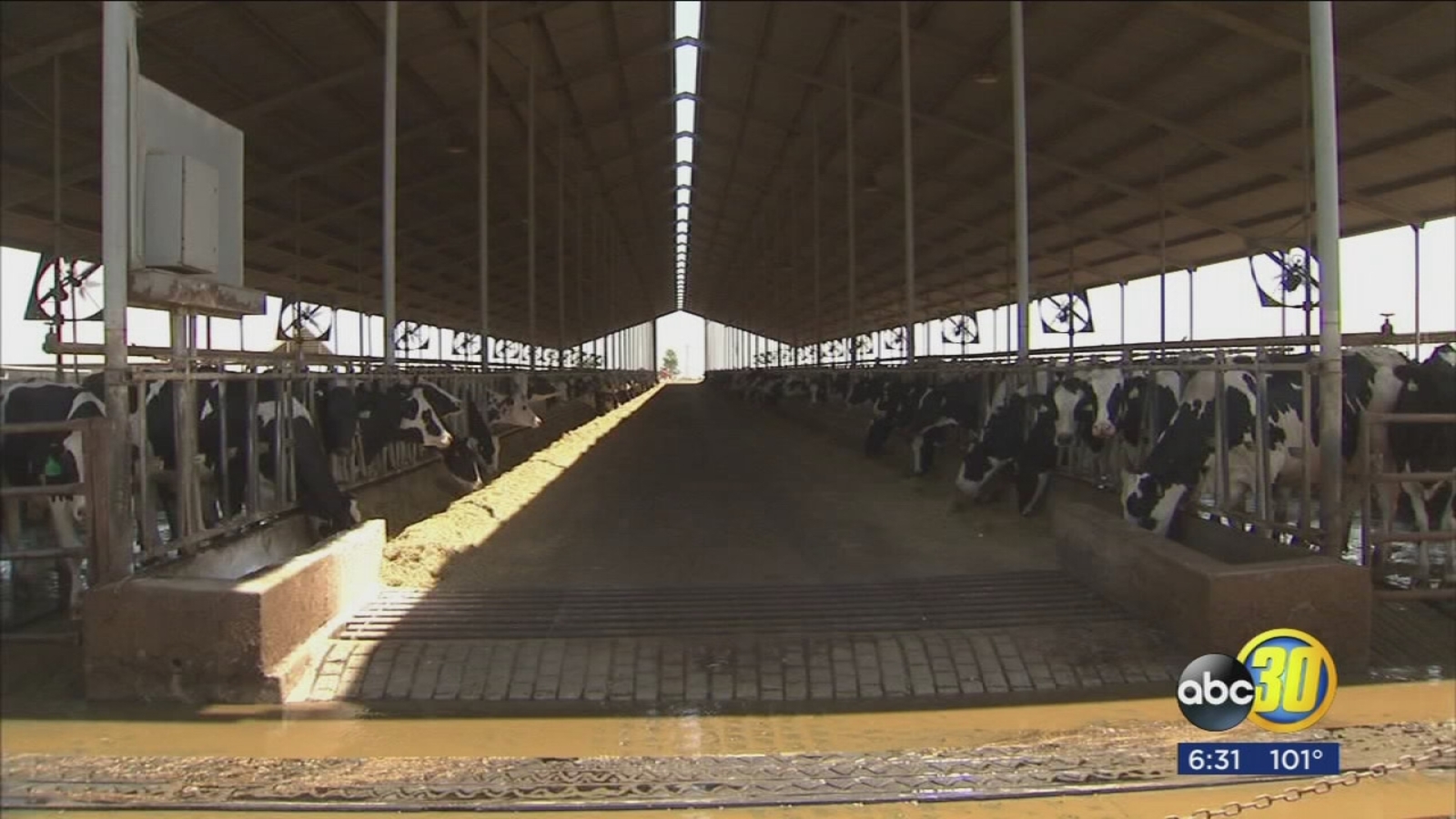 Heat wave leads to the deaths of thousands of cows; Fresno County ...