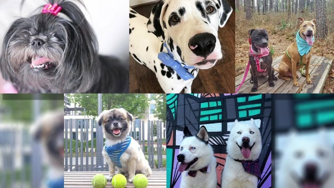 Puppy lovers rejoice! It's National Puppy Day - ABC7 New York