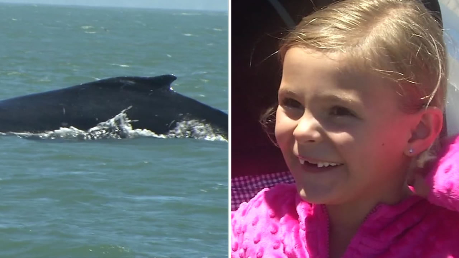 Whale puts on show for enthusiastic 6-year-old in San Francisco Bay ...