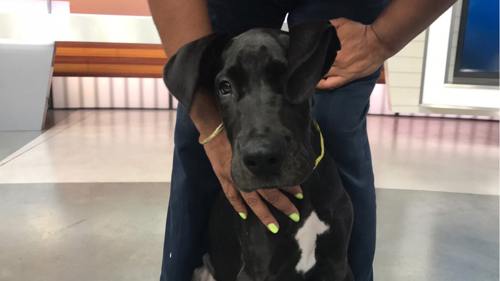 Pet of the Week: Great Dane puppy named Miles - ABC7 Los Angeles