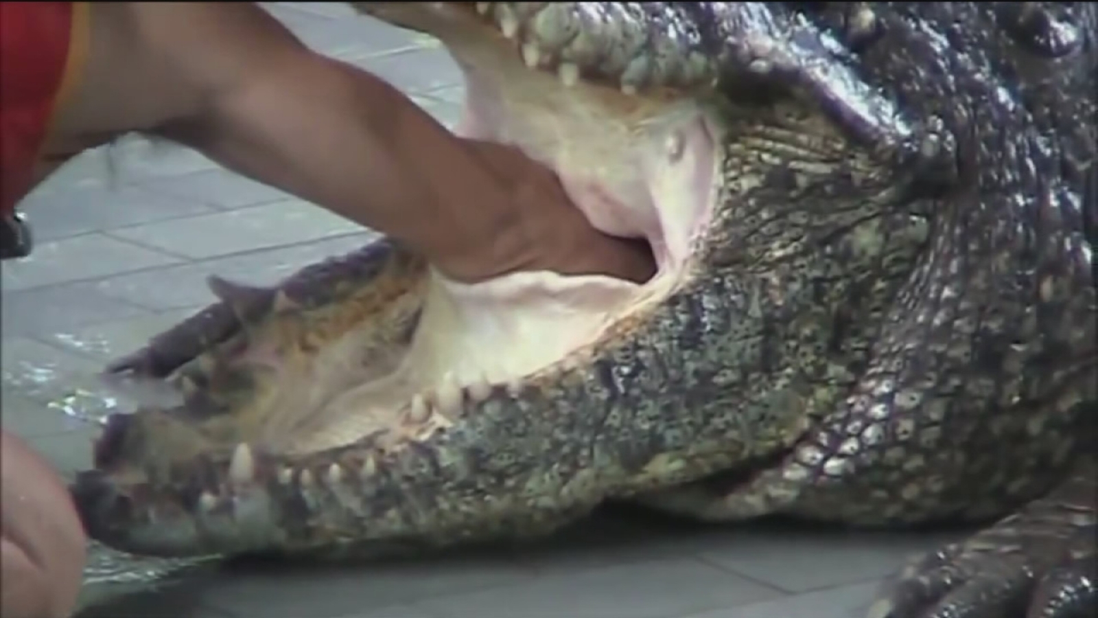 Alligator rescue, Gator Country, seeks to separate fact from fiction ...