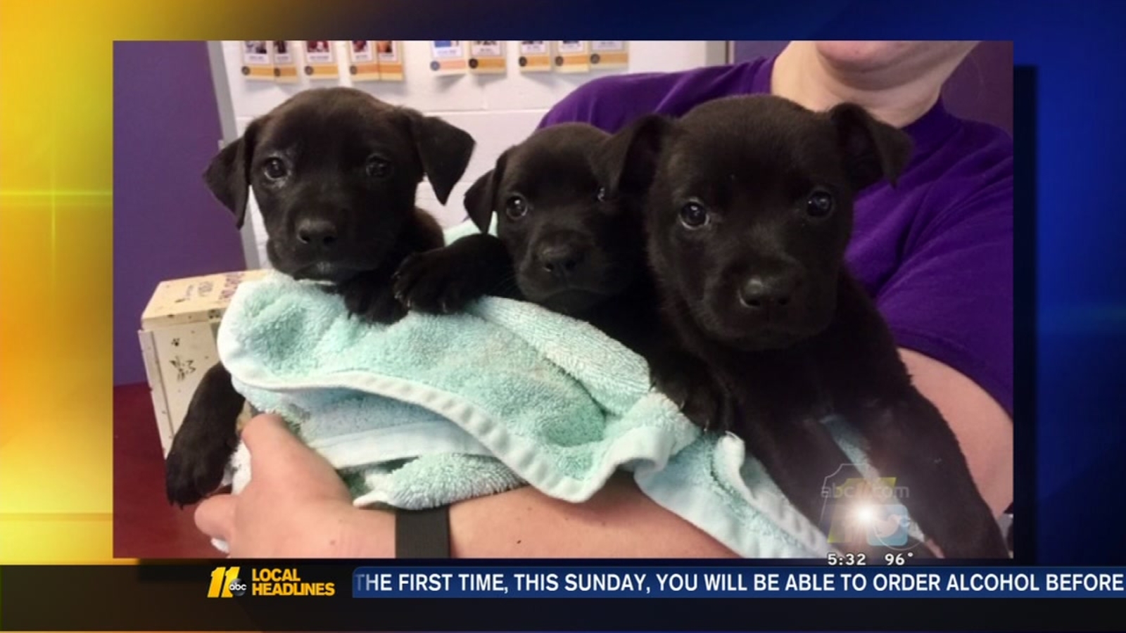 Burned puppies on mend, await new homes in North Carolina - ABC7 Chicago