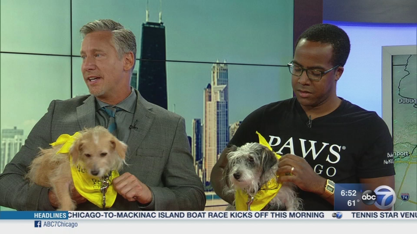 PAWS Chicago hosts annual beach party - ABC7 Chicago