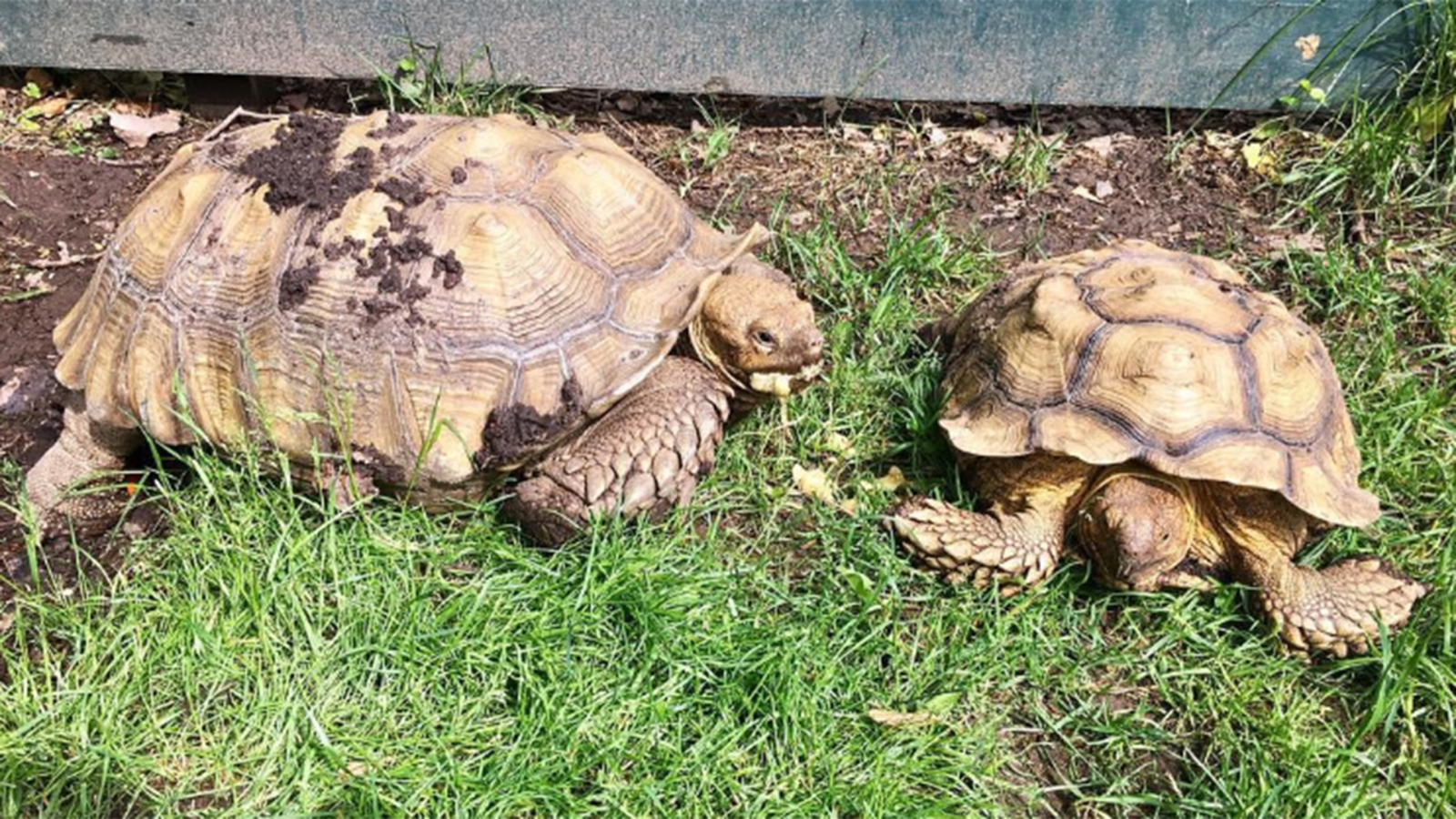 Beloved tortoise stolen from New York City environmental center - ABC7 ...