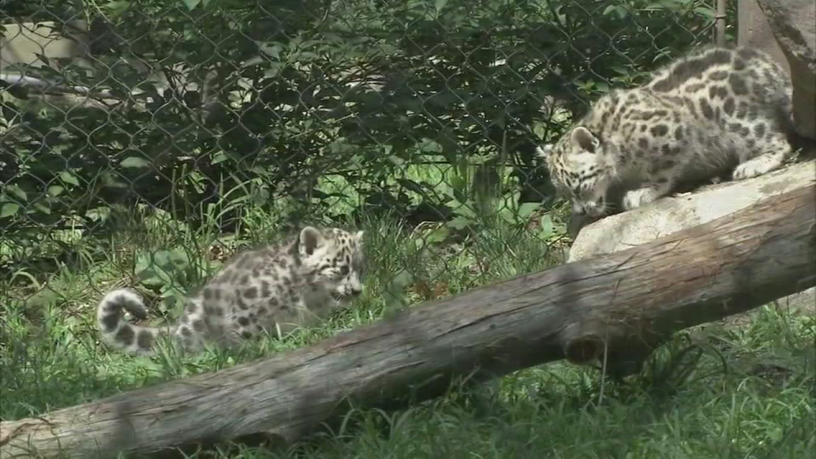 Newest furry additions - 6abc Philadelphia