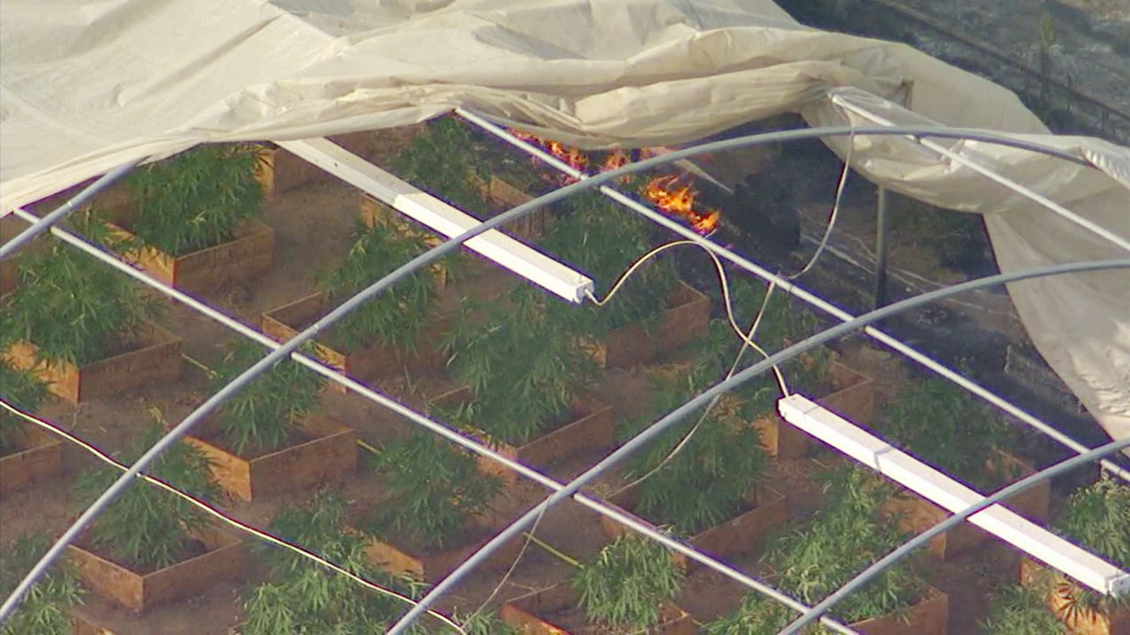 Marijuana greenhouses burn in Perris brush fire - ABC7 Los Angeles