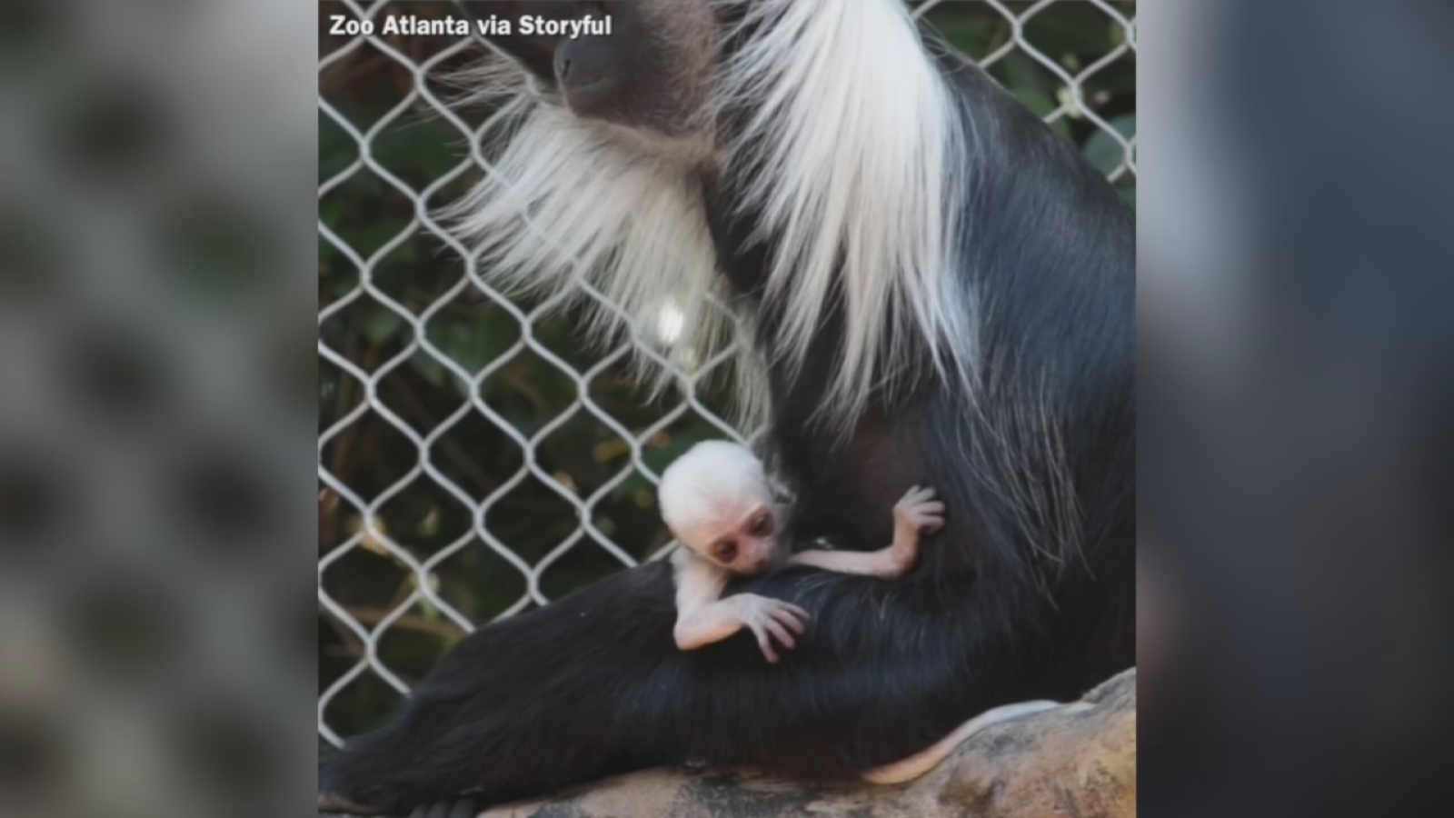 Baby Angolan colobus monkey born at Zoo Atlanta - 6abc Philadelphia