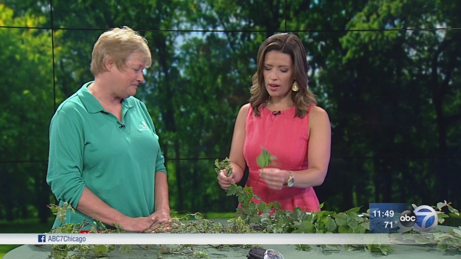 Beetles chewing up plants, gardens in Chicago area - ABC7 Chicago