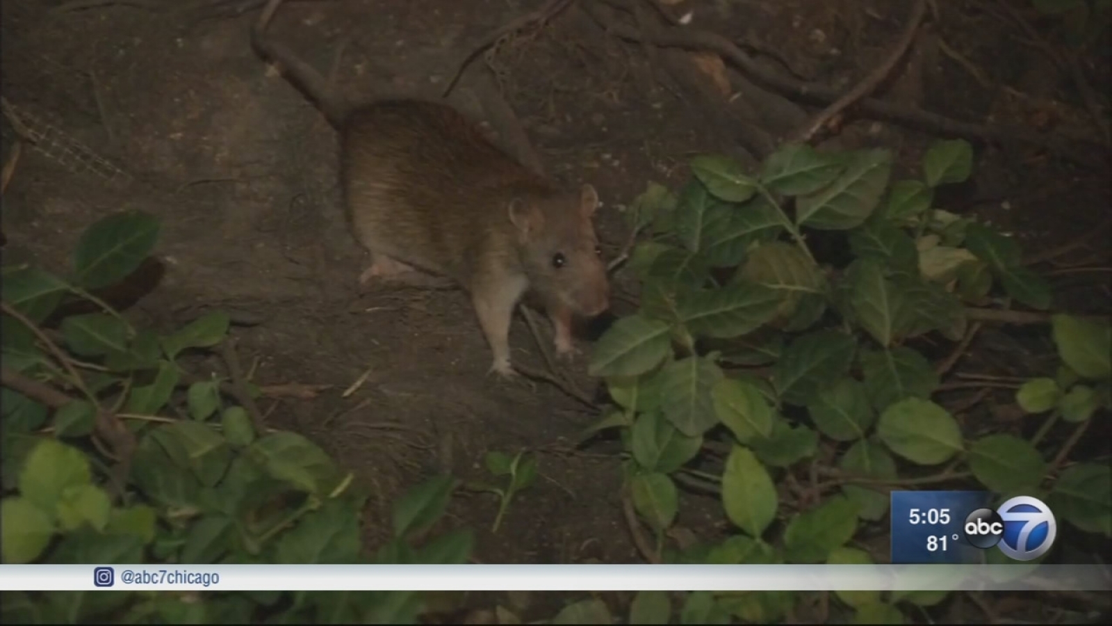 Rodent bait causing infertility to be used in Chicago - ABC7 Chicago
