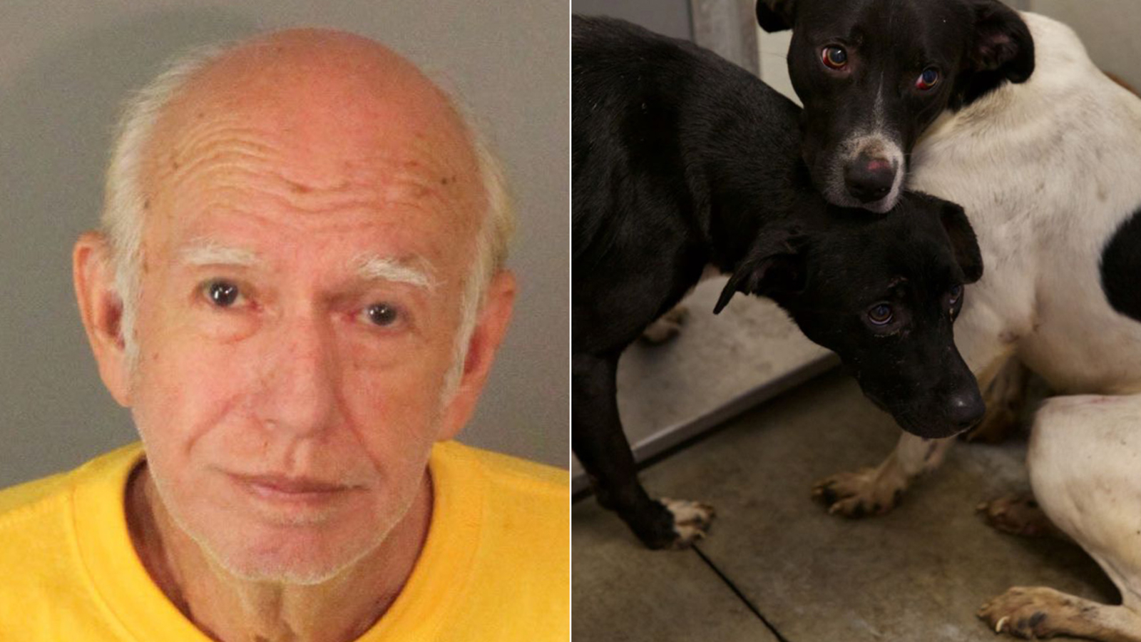 35 dogs found in deplorable conditions at a California home after bank ...