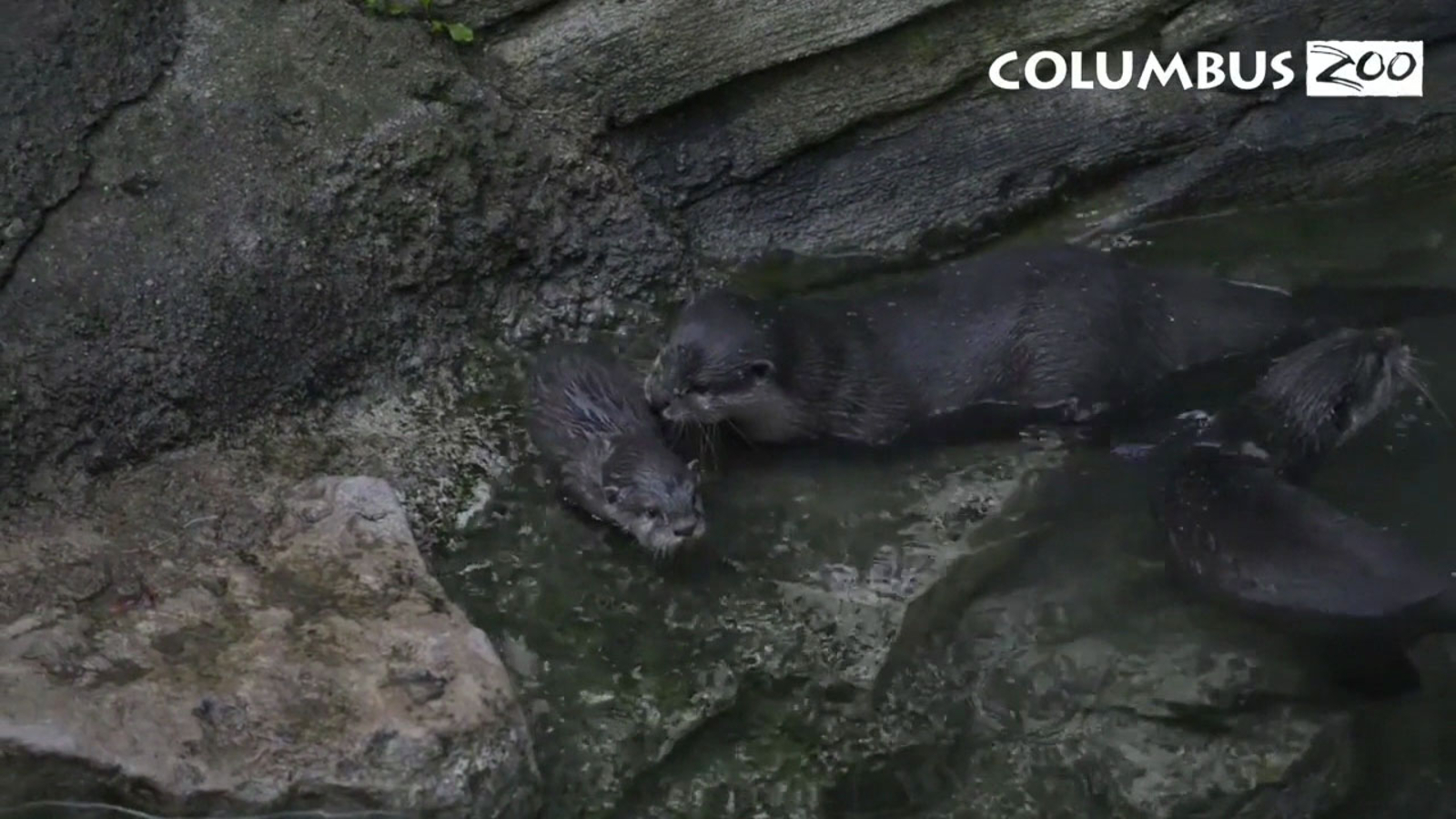 2-month-old otter named Triton makes debut at Columbus Zoo and Aquarium ...