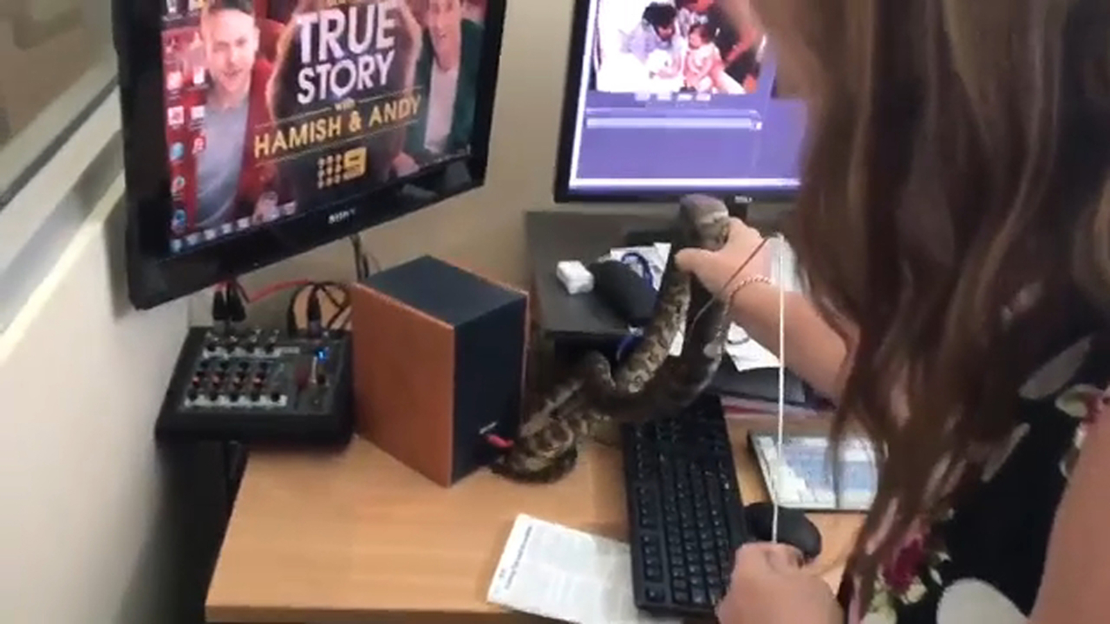 Snake discovered hiding in desk in Australian newsroom - ABC7 Chicago