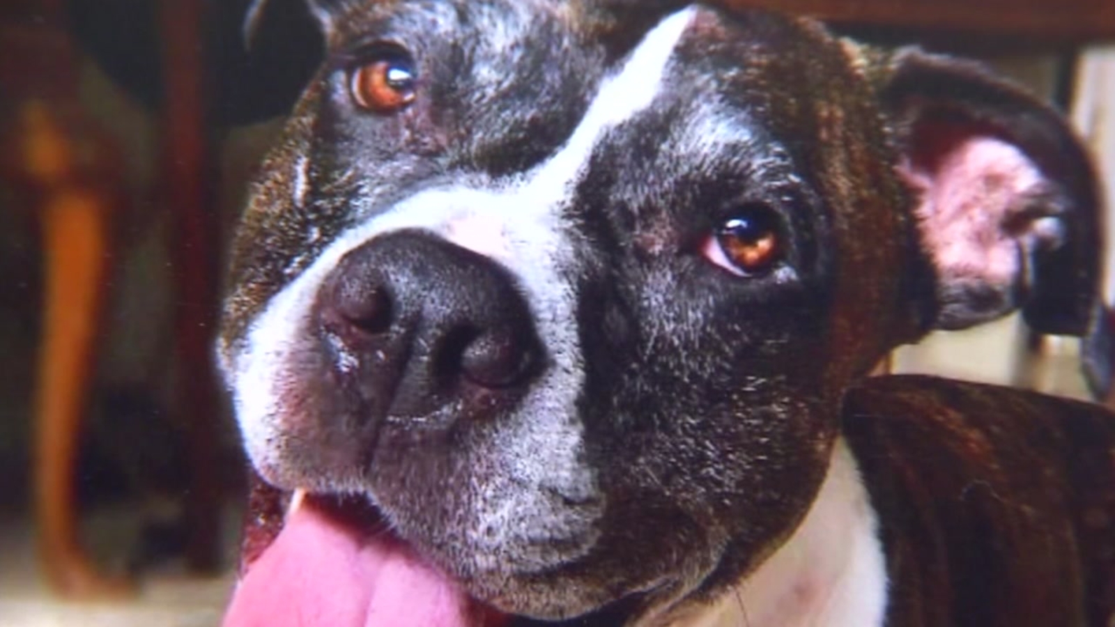 East Bay woman demands answers after dog escapes Brentwood kennel gets ...