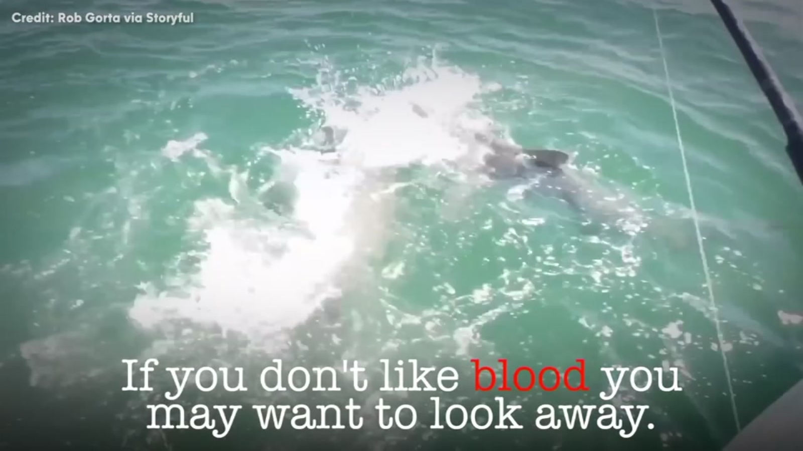 Fishermen fight to wrestle fish from school of sharks - ABC13 Houston