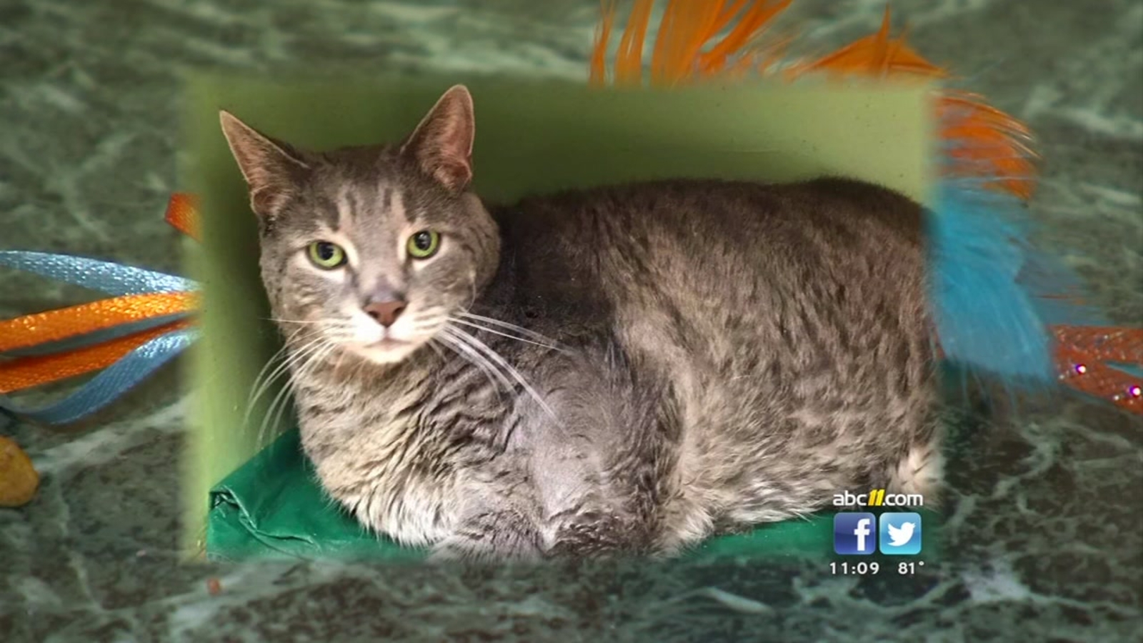 31-pound 'flabby tabby' has a new name - and a new home - ABC11 Raleigh-Durham