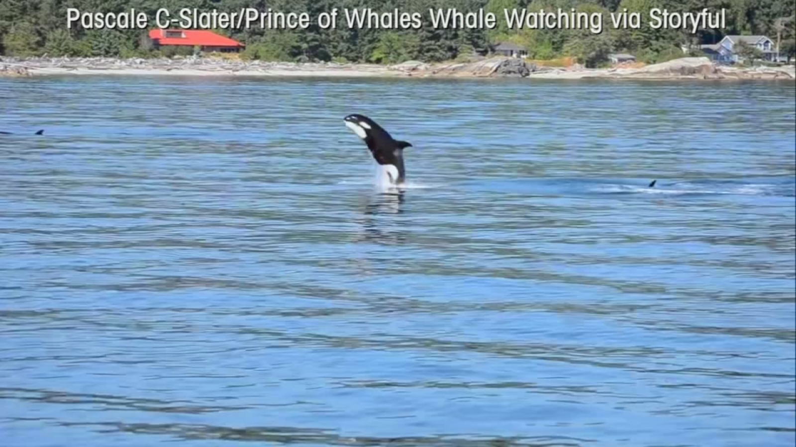 VIDEO: Baby orca leaps out of water, delights onlookers - ABC7 New York