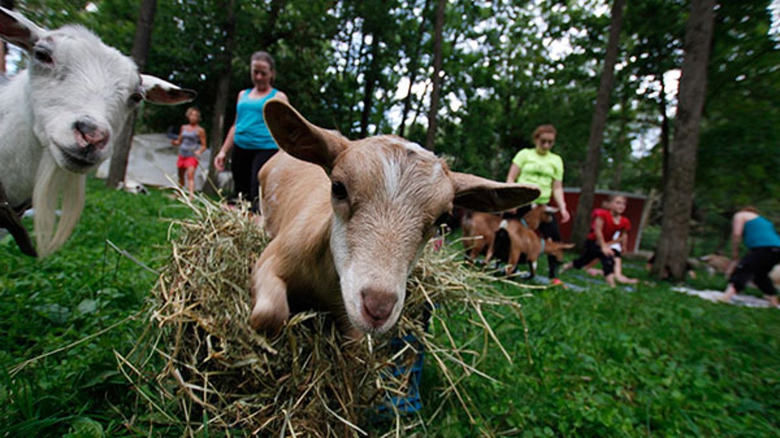 Goats join yoga classes in Burlington, Wisconsin - ABC7 Chicago