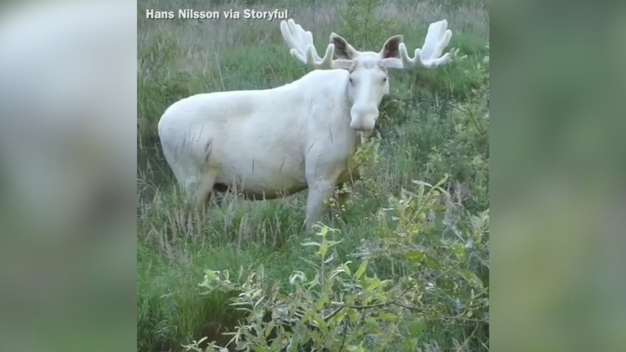 Albino Moose Albino Moose Stock Photo Download Image Now Albino,
