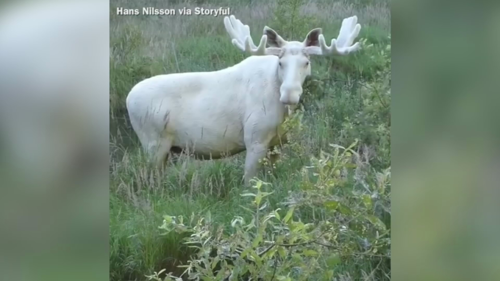 VIDEO: Rare white moose takes a dip in Swedish lake - 6abc Philadelphia