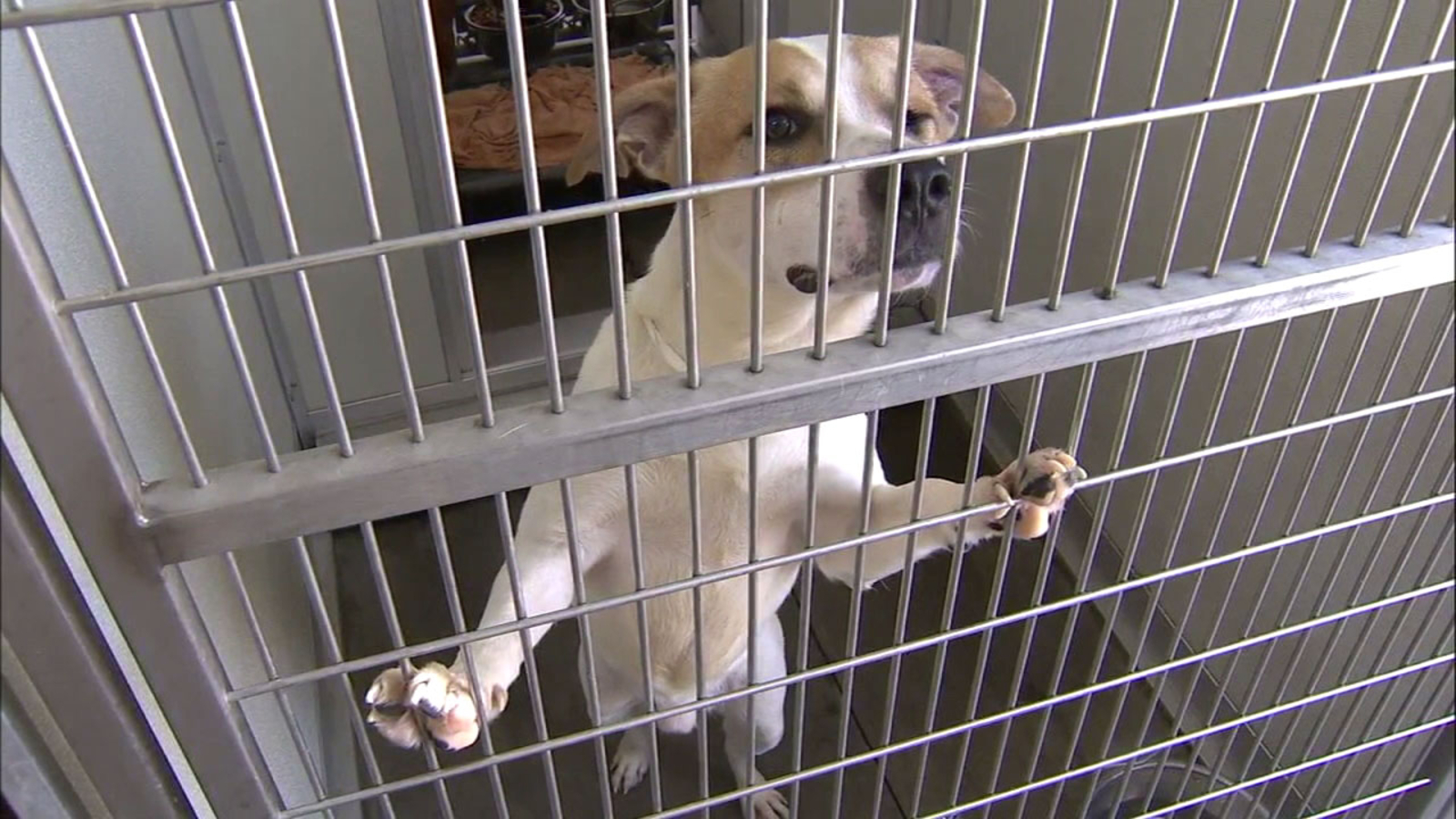 Dogs rescued from Corona suspect's home available for adoption - ABC7 ...