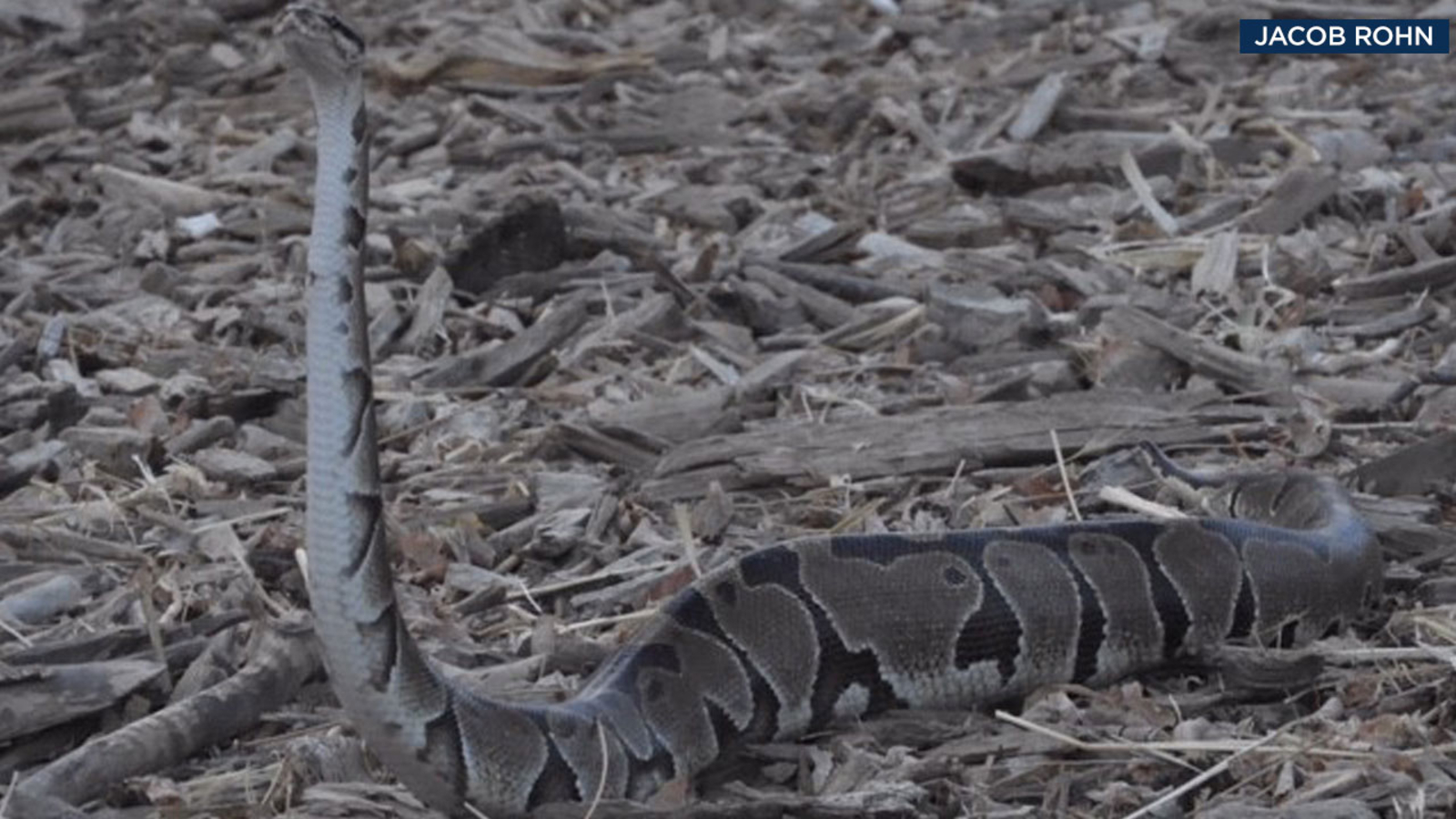 Visitors spot python at entrance to Runyon Canyon - ABC7 Los Angeles